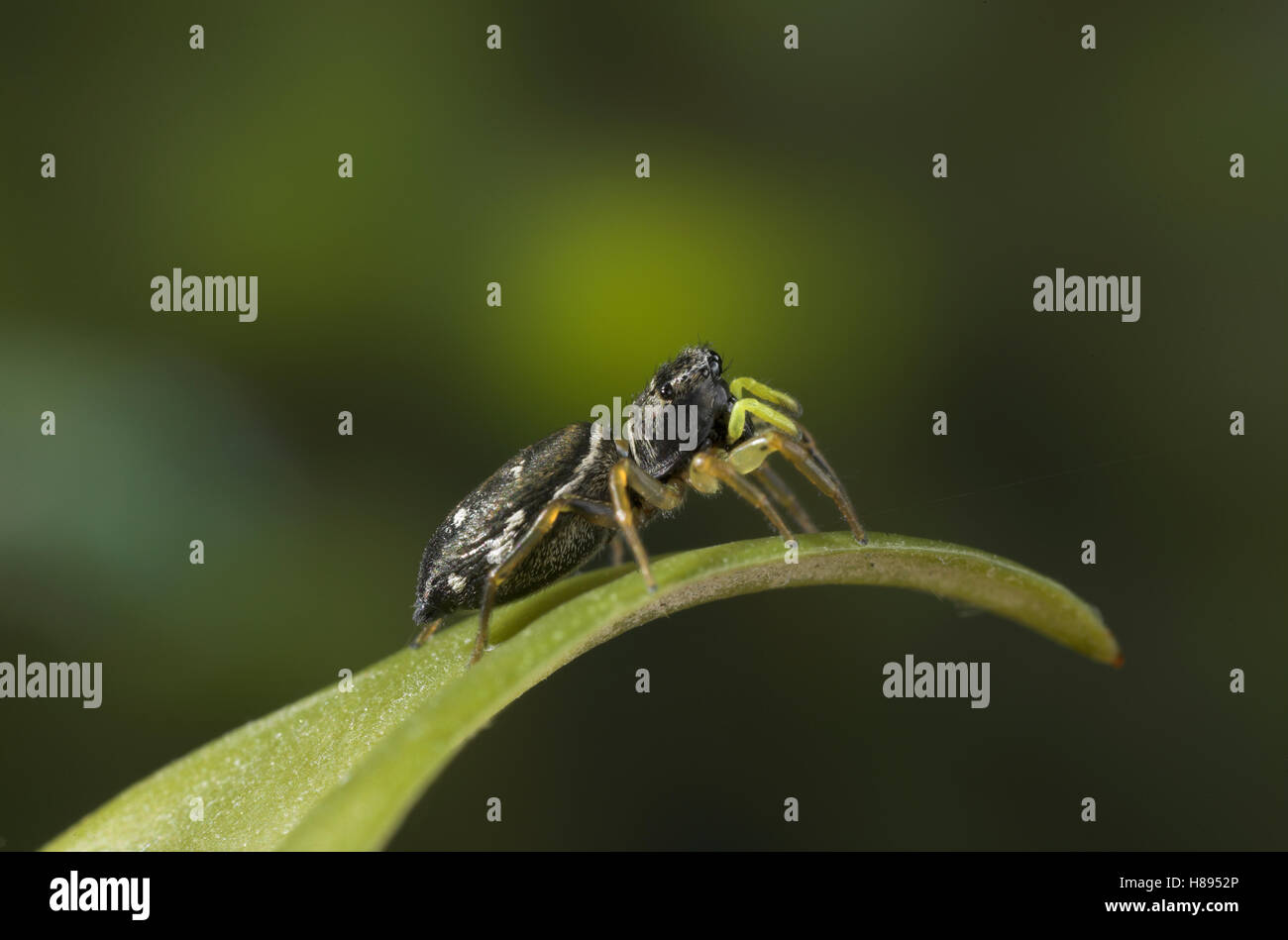 Jumping Spider (Heliophanus cupreus) on leaf, England Stock Photo - Alamy