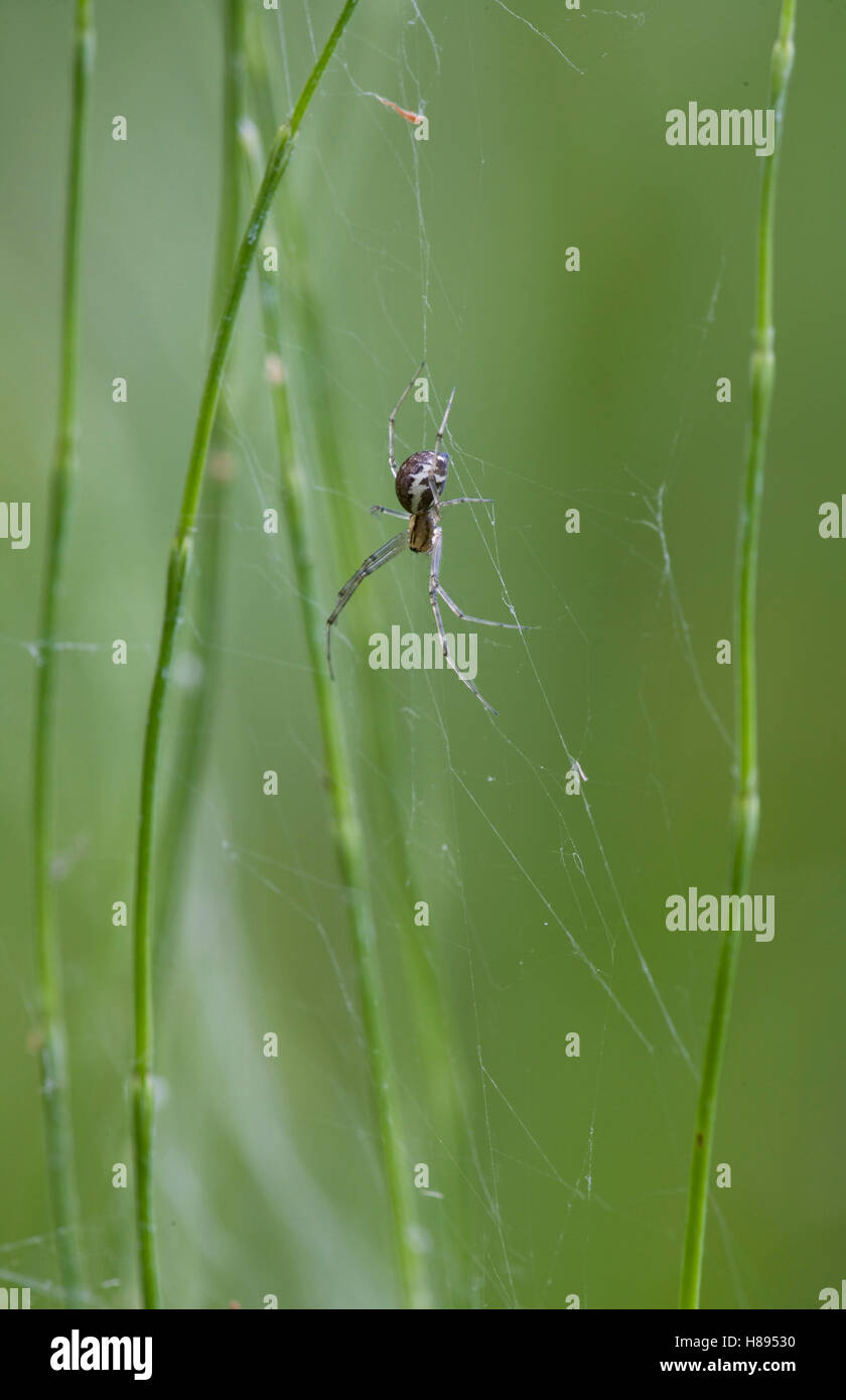 Money Spider (Linyphia triangularis) on web, England Stock Photo - Alamy