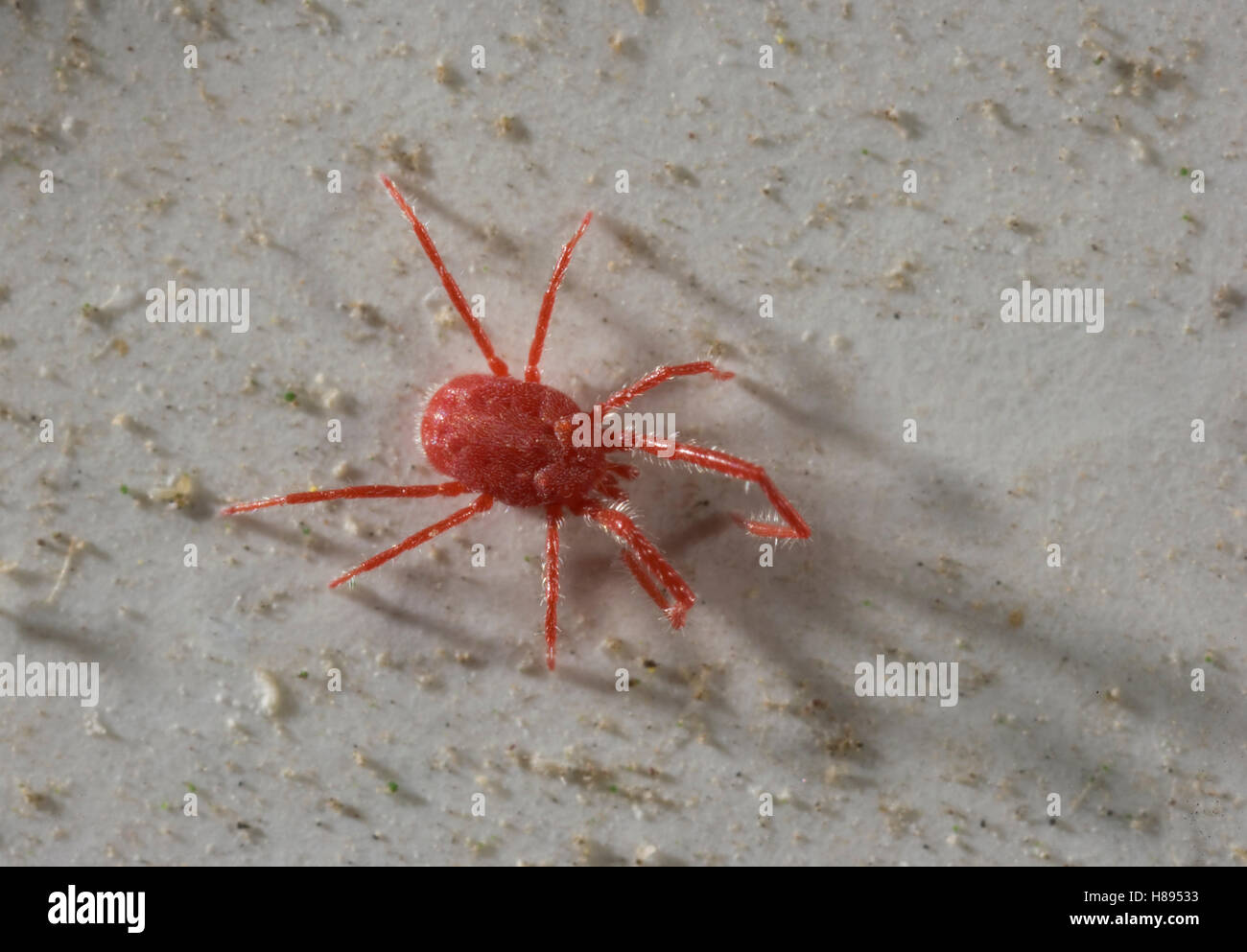 Mite in red winter coloration, pest to garden plants, England Stock ...