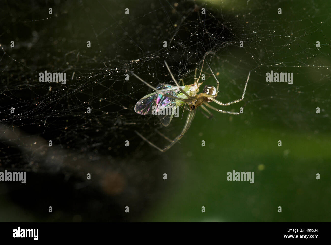 Money Spider (Linyphia triangularis) with aphid prey in web, England ...