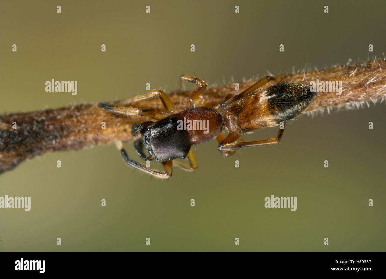 Ant-mimic Jumping Spider (Myrmarachne formicaria) on grass, Sussex ...