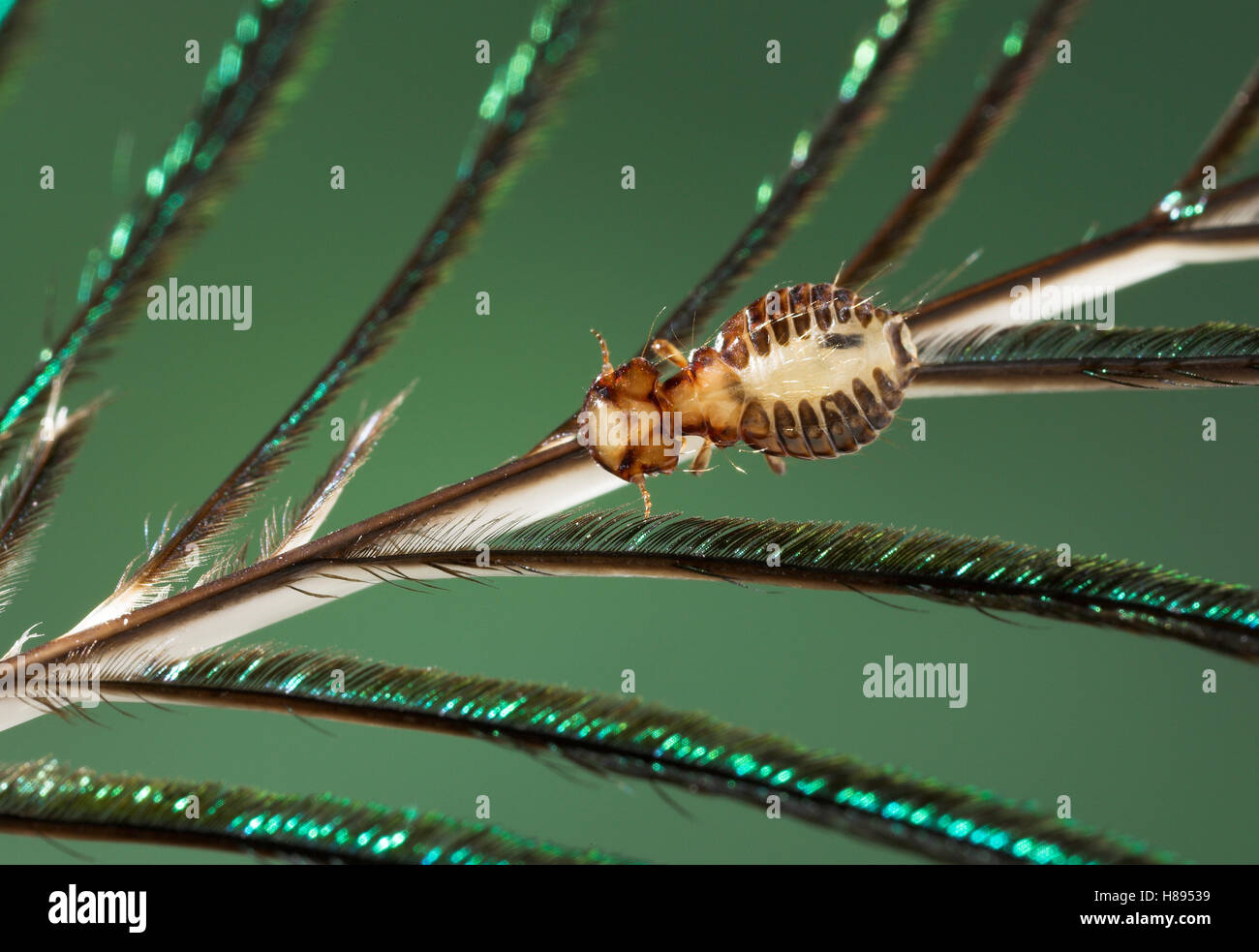 Bird Louse (Philopteridae) gripping peafowl feather, Sussex, England ...
