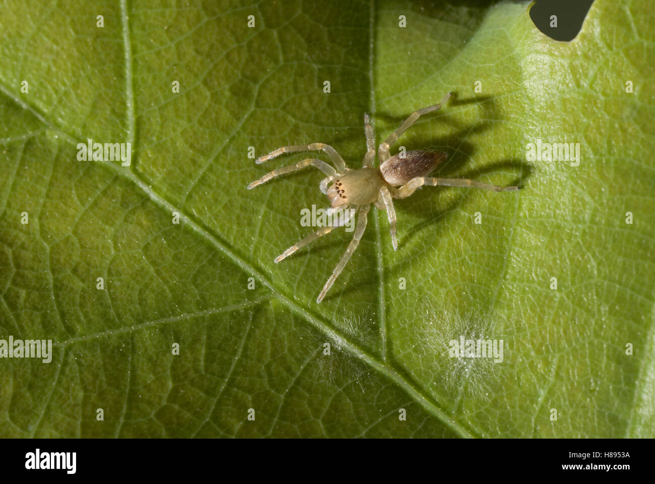 Sac Spider (Clubiona sp) does not make a web but hunts by stealth at ...