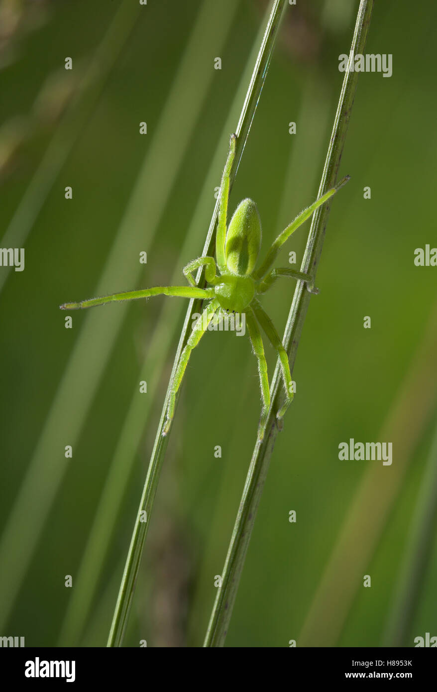 Green Spider (Micrommata virescens) sub-adult female of very fast ...