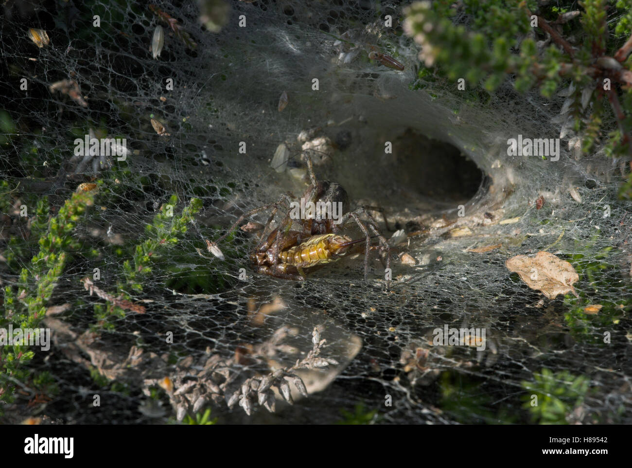 Labyrinth Spider (Agelena labyrinthica) with captured prey on sheet web ...