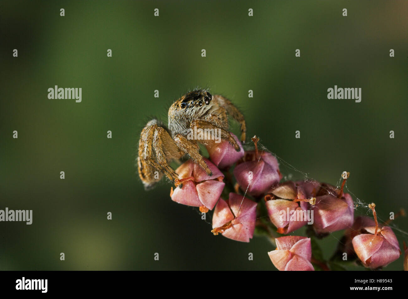 Labyrinth Spider (Agelena labyrinthica) on flowers, Sussex, England ...