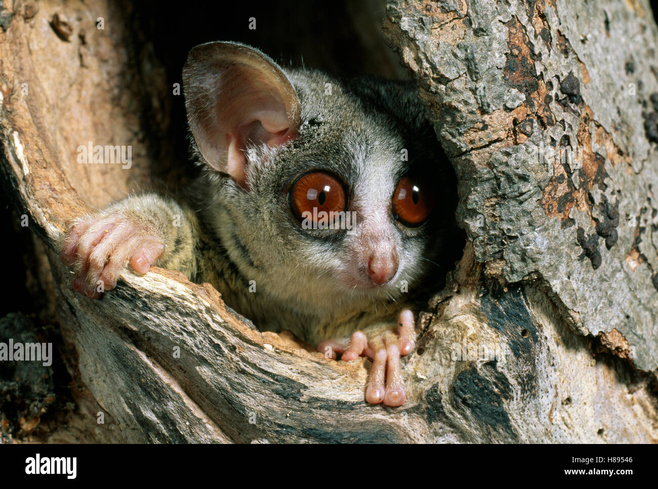 Lesser Bush Baby (Galago senegalensis) also called Lesser Galago, in ...