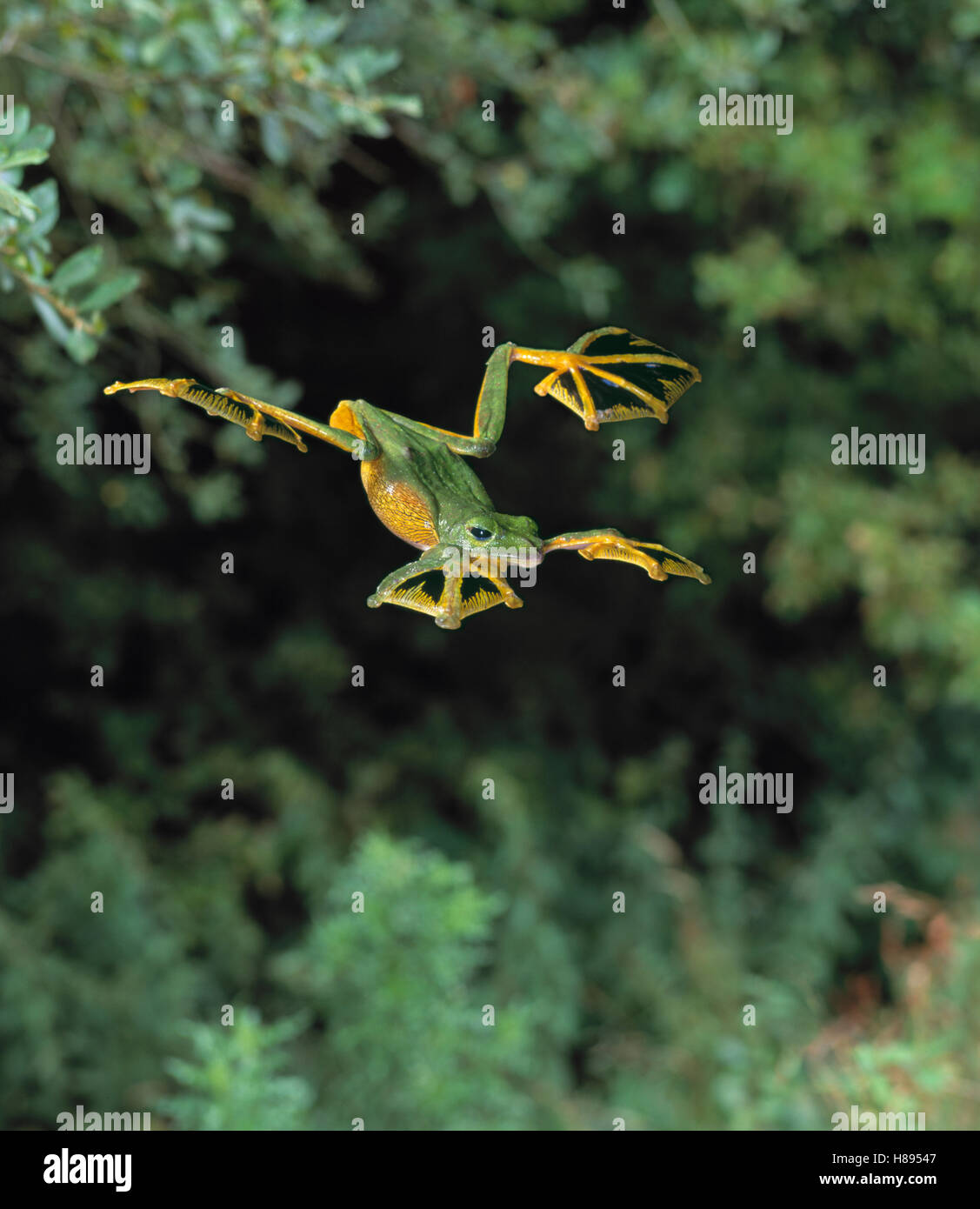 Wallace's Flying Frog (Rhacophorus nigropalmatus) glides to the forest ...