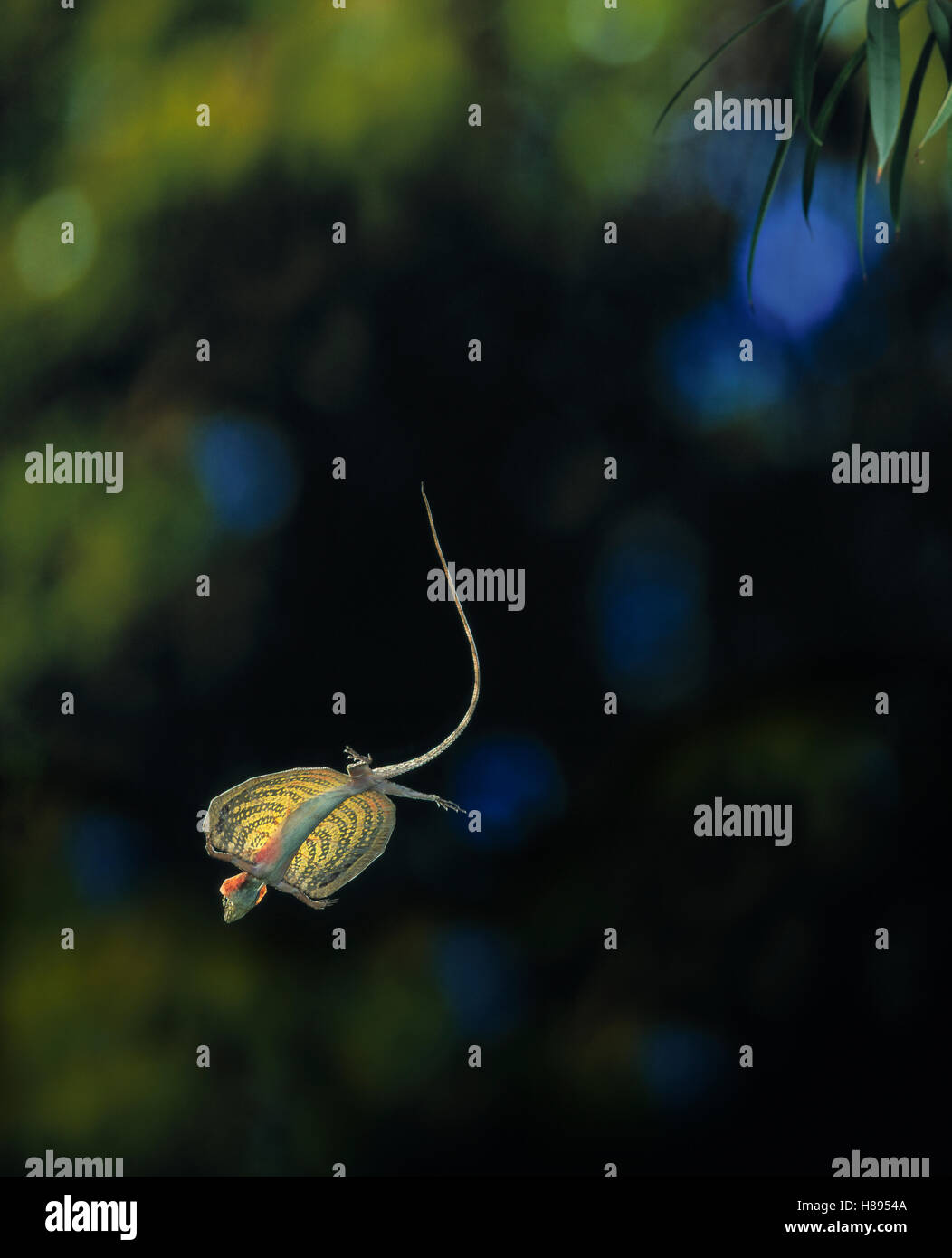 Common Flying Dragon (Draco volans) gliding by extending ribbed 'wings ...