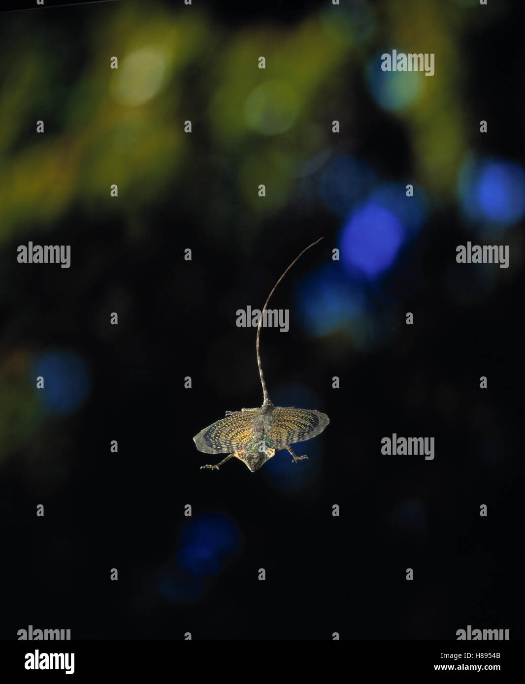 Common Flying Dragon (Draco volans) gliding by extending ribbed 'wings ...