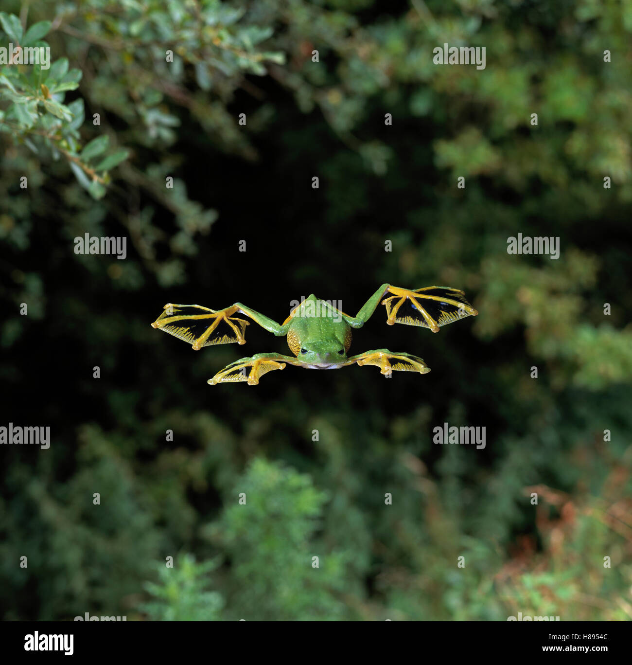 Wallace's Flying Frog (Rhacophorus nigropalmatus) glides to the forest ...