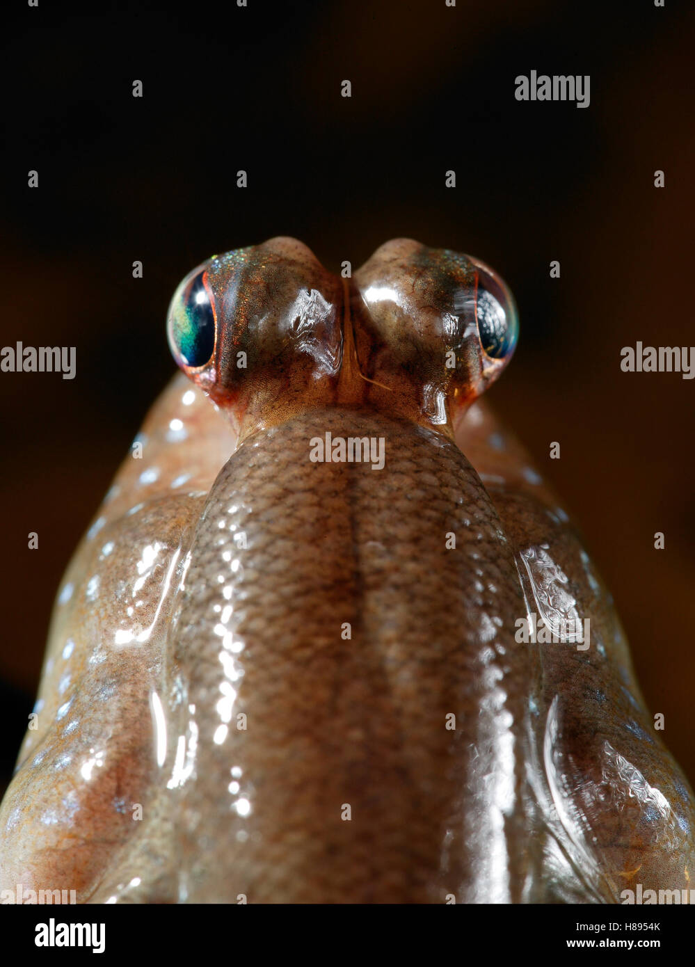 Mudskipper (Periophthalmus barbarus) portrait showing usual eyes ...