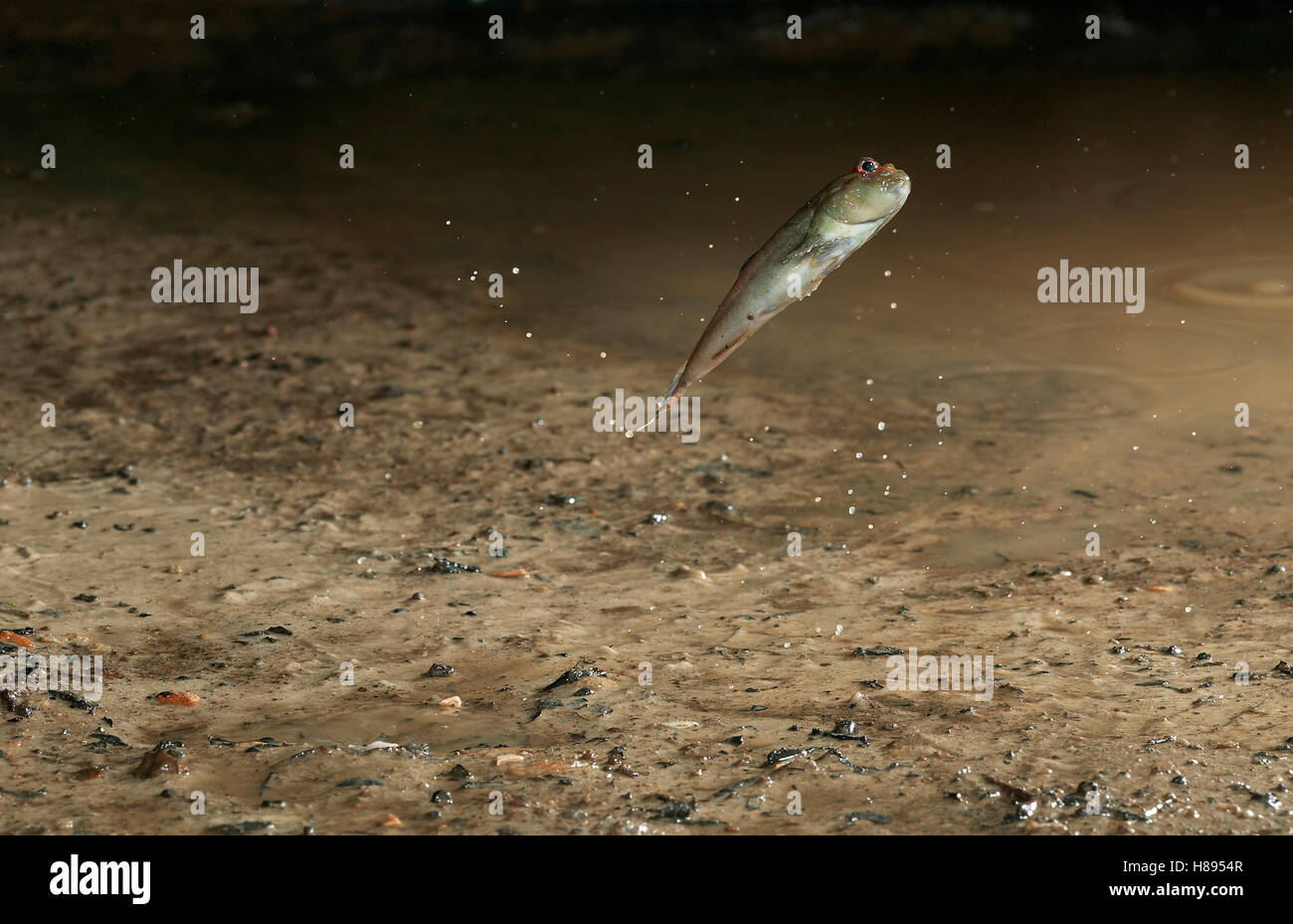 Mudskipper (Periophthalmus barbarus) jumps by pushing off of modified ...