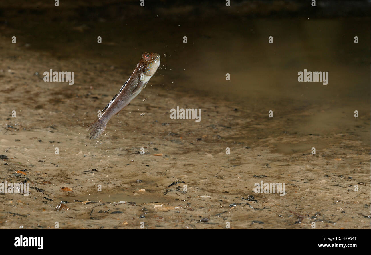Mudskipper (Periophthalmus barbarus) jumps by pushing off of modified ...