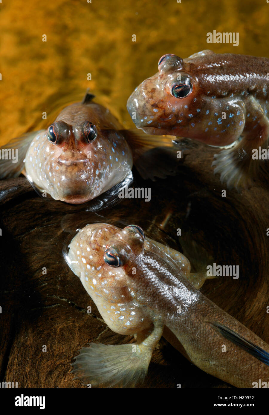 Mudskipper (Periophthalmus barbarus) trio in shallow water, native to ...