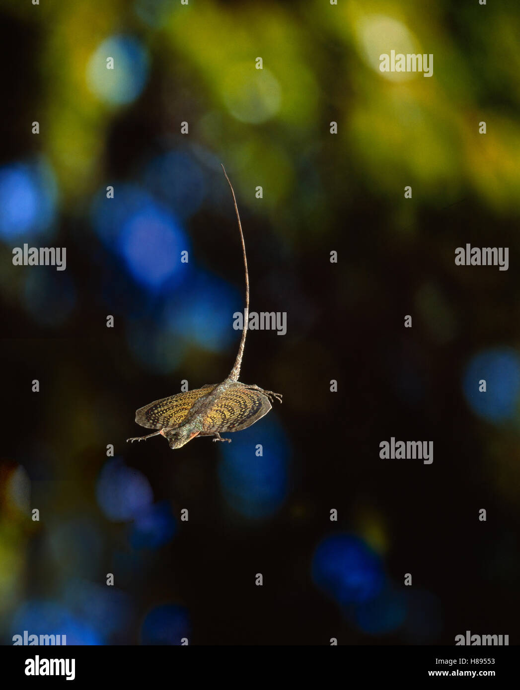 Common Flying Dragon (Draco volans) gliding by extending ribbed 'wings ...