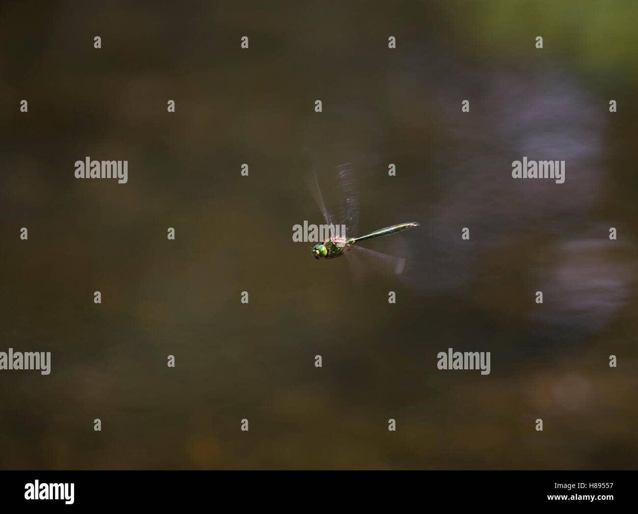 Downy Emerald (Cordulia aenea) dragonfly flying, England Stock Photo ...