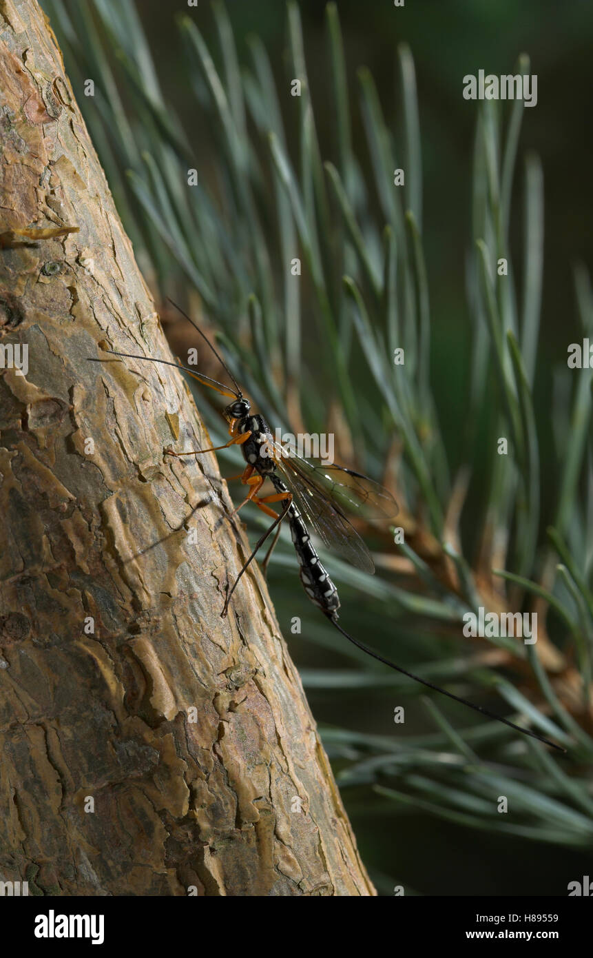Sabre Wasp (Rhyssa persuasoria) parasitic of the Giant Wood Wasp ...