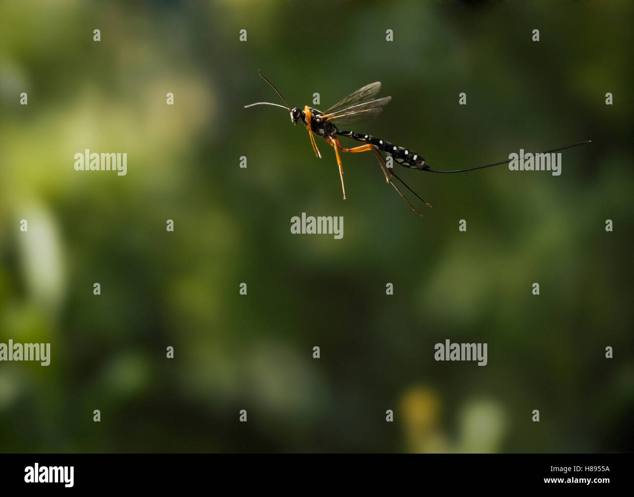 Sabre Wasp (Rhyssa persuasoria) flying, parasitic of the Giant Wood ...