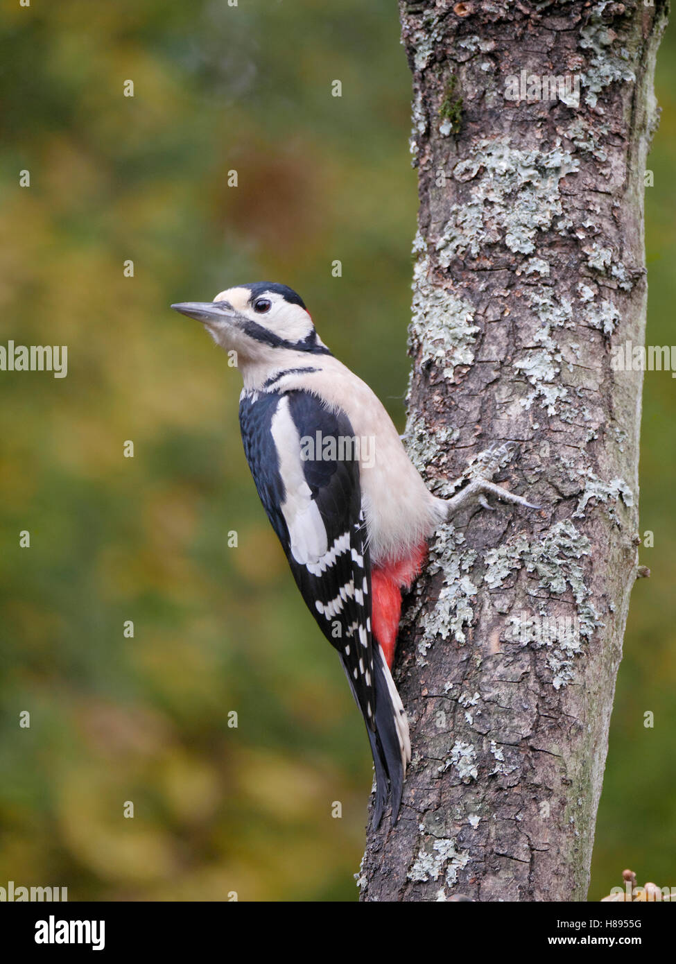 Great-spotted woodpecker, Dendrocopos major, single male bird on branch ...