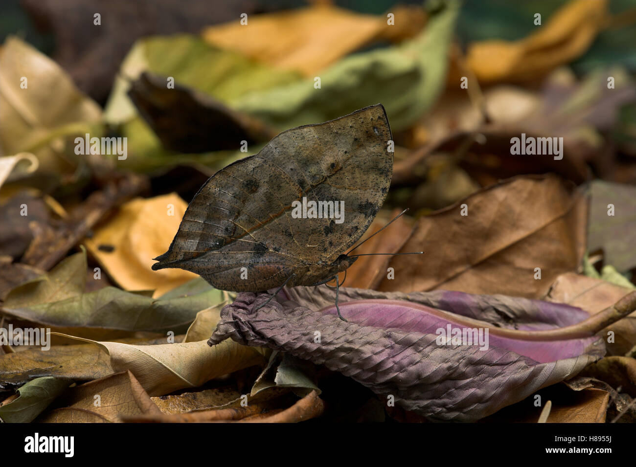 Indian Leaf Butterfly (Kallima inachus) camouflaged on leaf litter ...