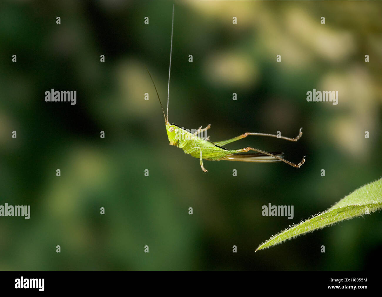 Long-winged Conehead (Conocephalus discolor) bush cricket juvenile ...