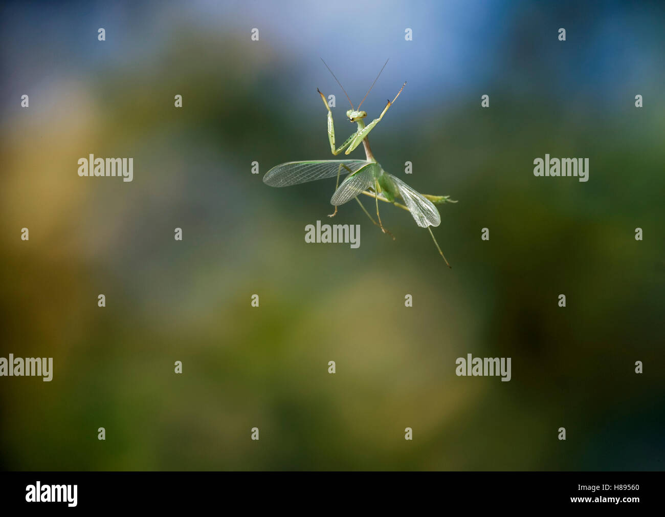Praying Mantis (Mantis sp) flying, Europe Stock Photo - Alamy