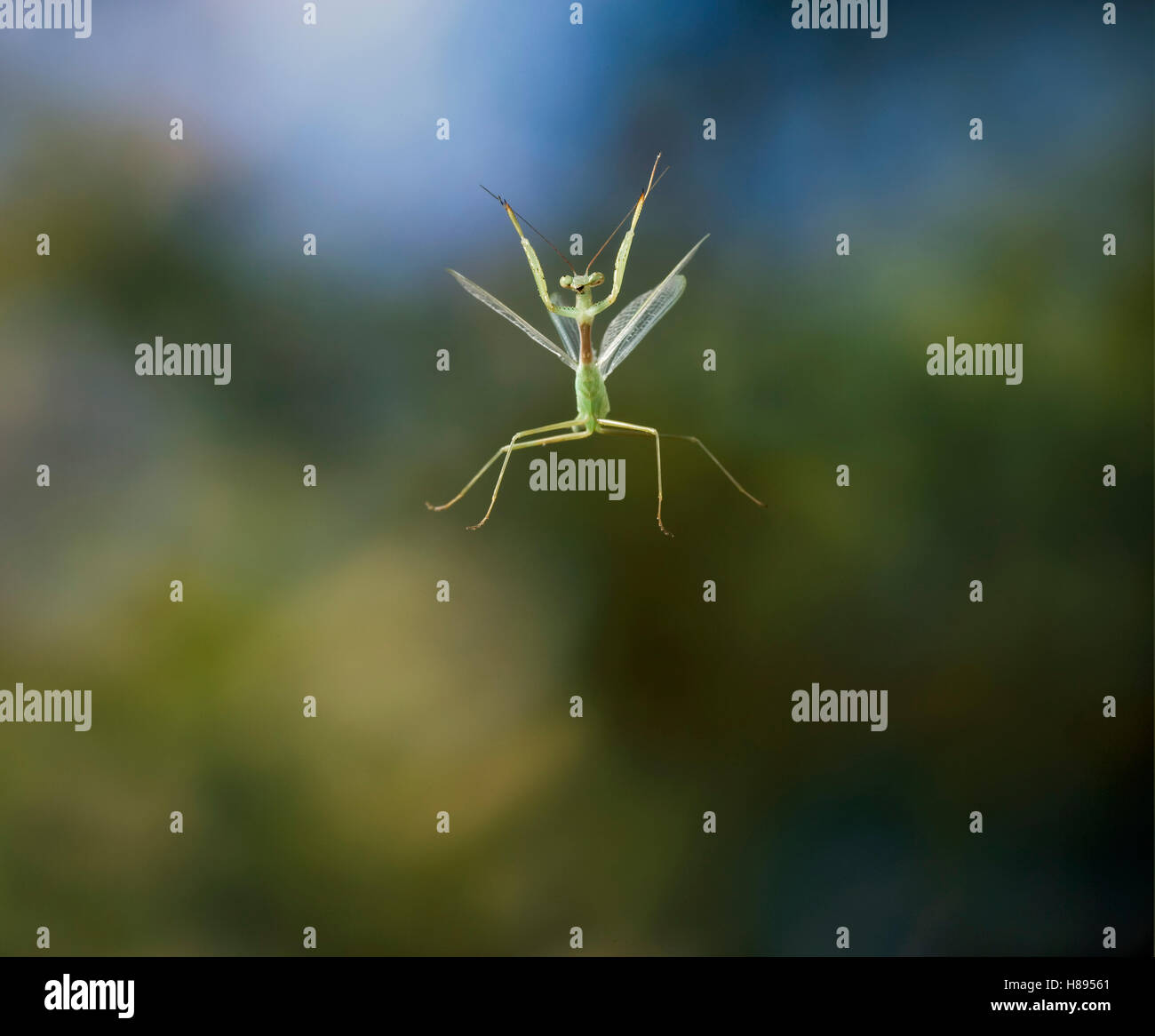 Praying Mantis (Mantis sp) flying, Europe Stock Photo - Alamy