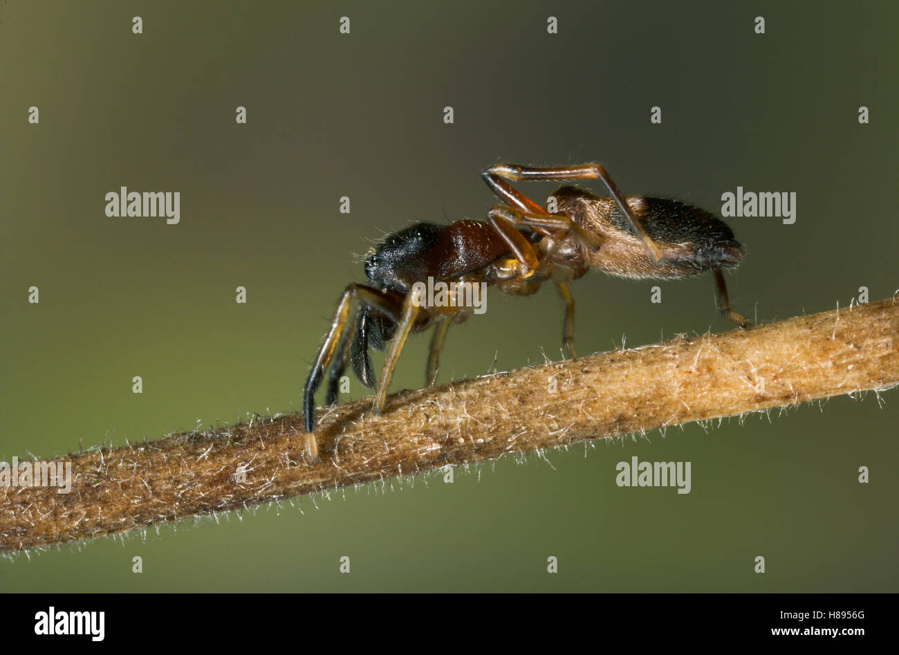 Ant-mimicking Jumping Spider (Myrmarachne sp) crawling on a branch ...
