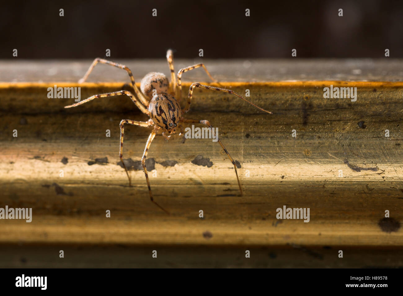 Spitting Spider (Scytodes thoracica) on picture frame, Europe Stock ...