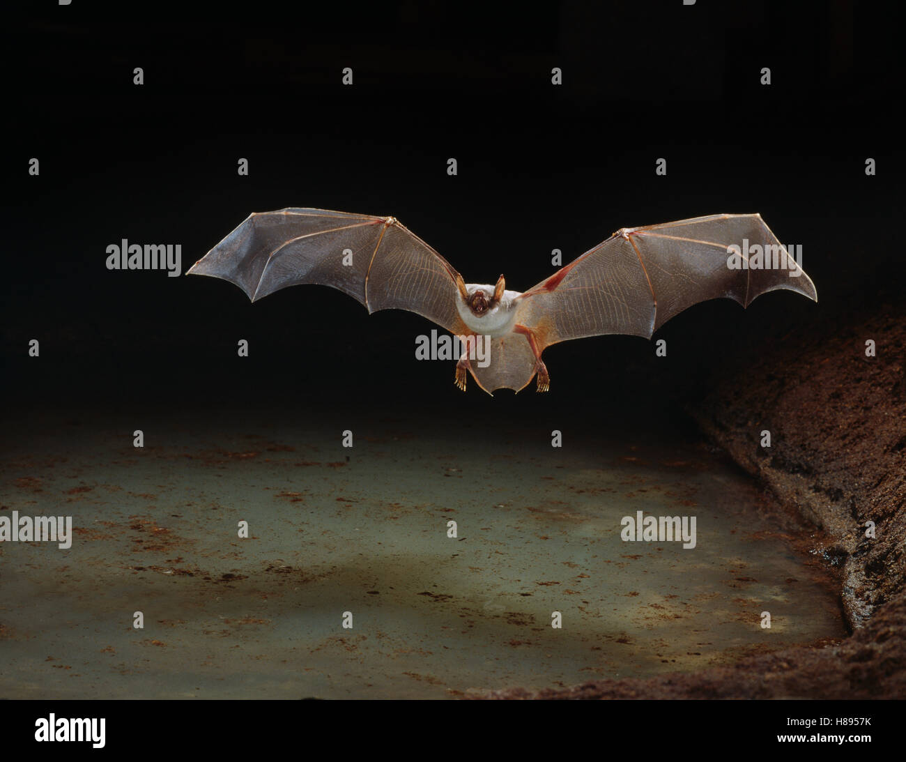 Greater Bulldog Bat (Noctilio leporinus) flying over water hunting for ...