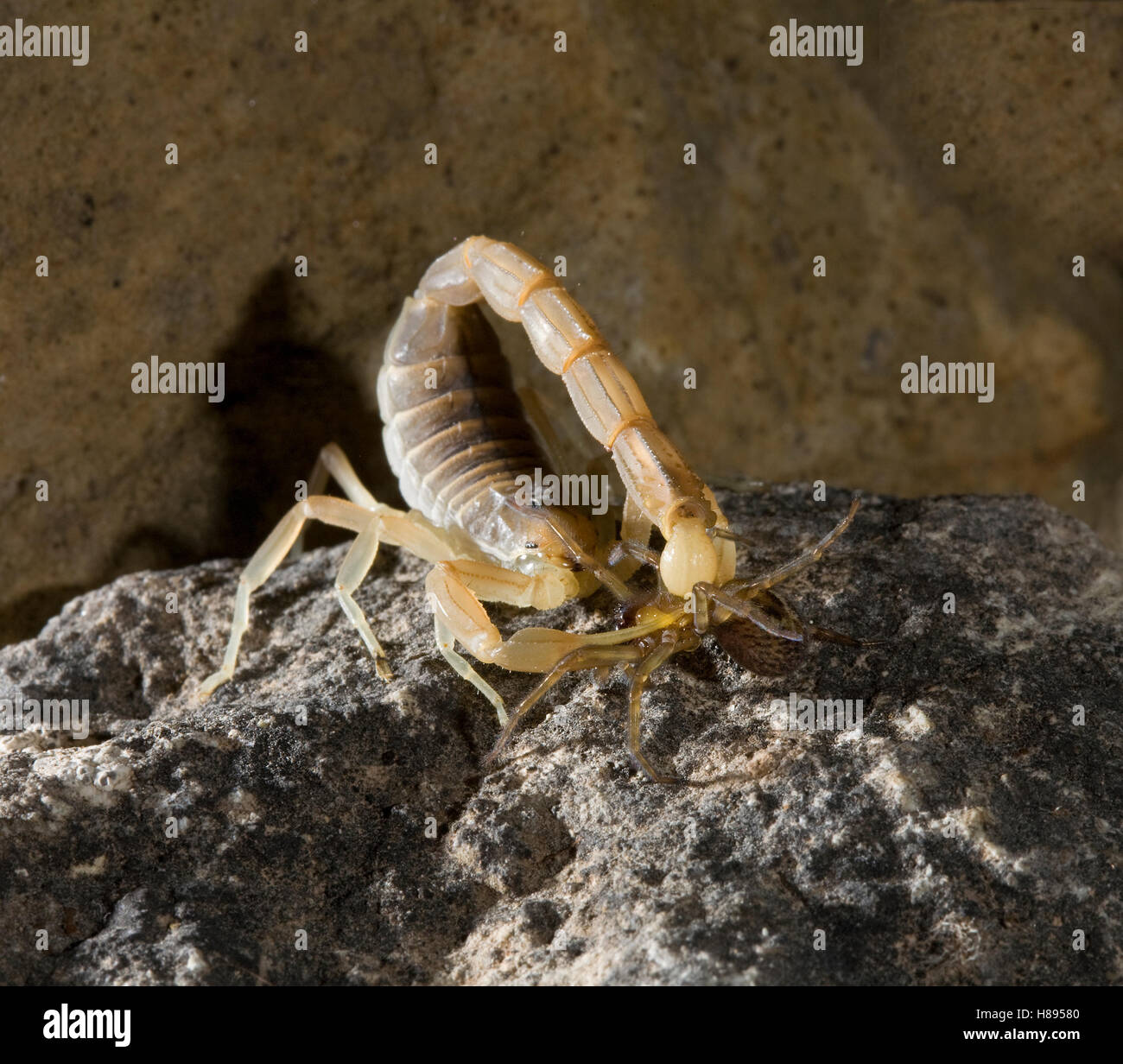Common European Scorpion (Buthus occitanus) stinging Spider (Amaurobius ...