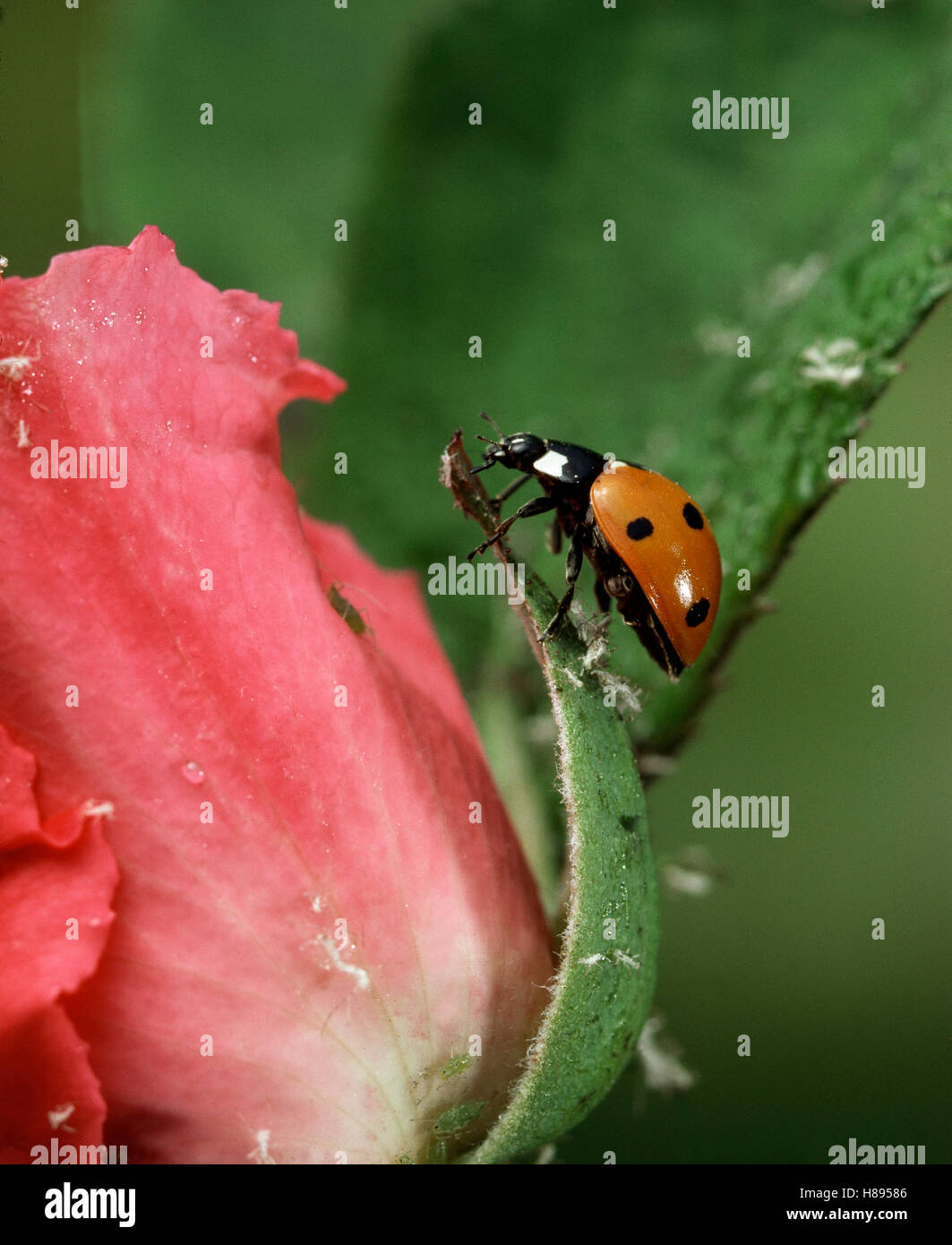Seven-spotted Ladybird (Coccinella septempunctata) on rose, Sussex ...