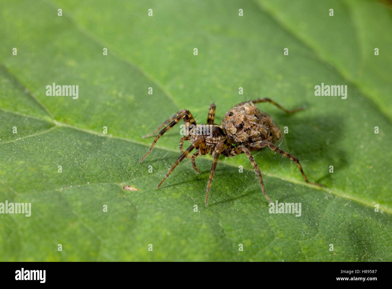 Wolf Spider (Lycosidae), Sussex, England Stock Photo - Alamy