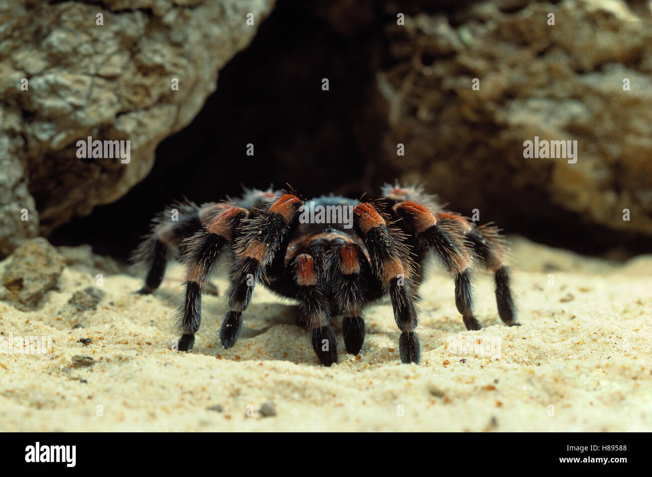 Mexican Red-knee Tarantula (Brachypelma smithi), Mexico Stock Photo - Alamy