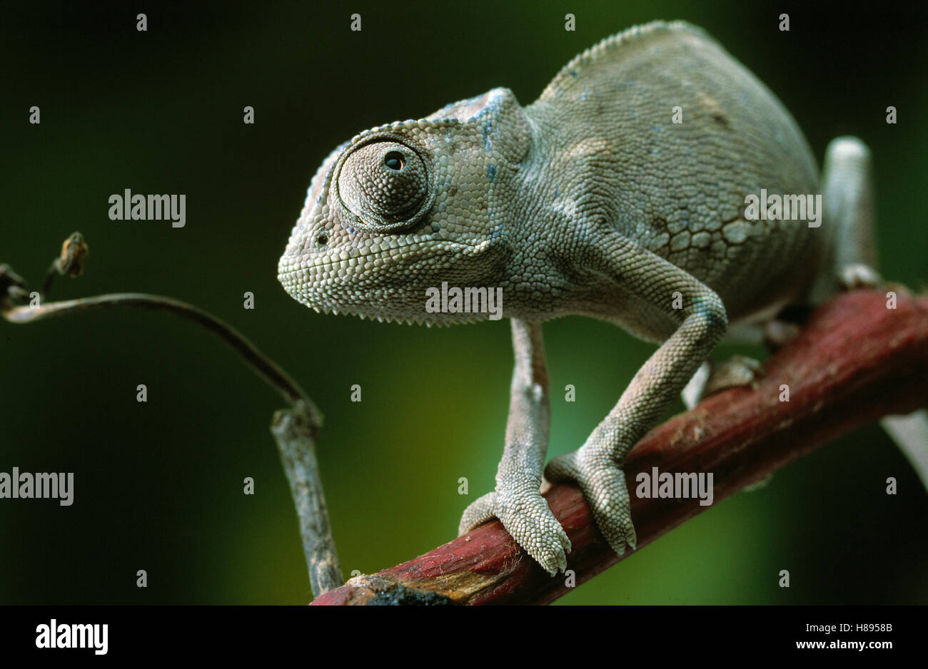 Mediterranean Chameleon (Chamaeleo chamaeleon), northern Africa Stock ...