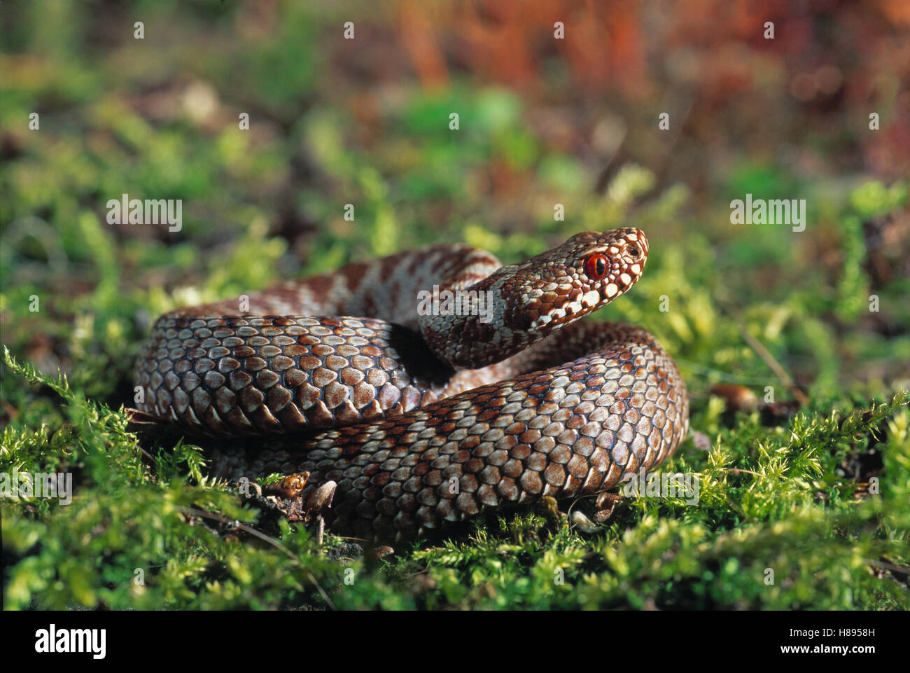 Common European Adder (Vipera berus) in defensive position, Sussex ...