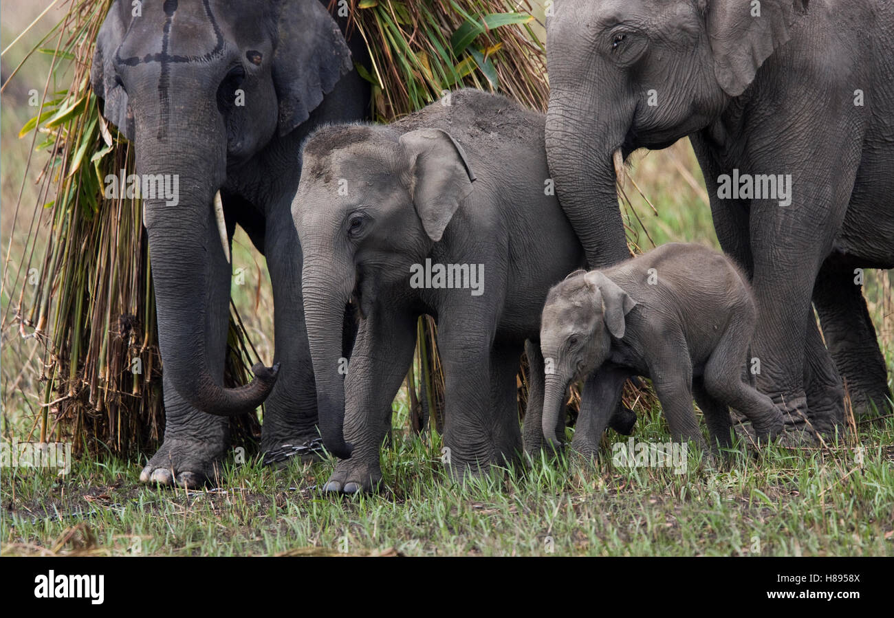 Asian Elephant (Elephas maximus) family of domesticated elephants ...