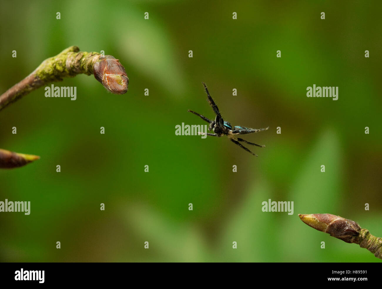 Jumping Spider (Salticidae) leaping, Assam, India Stock Photo - Alamy