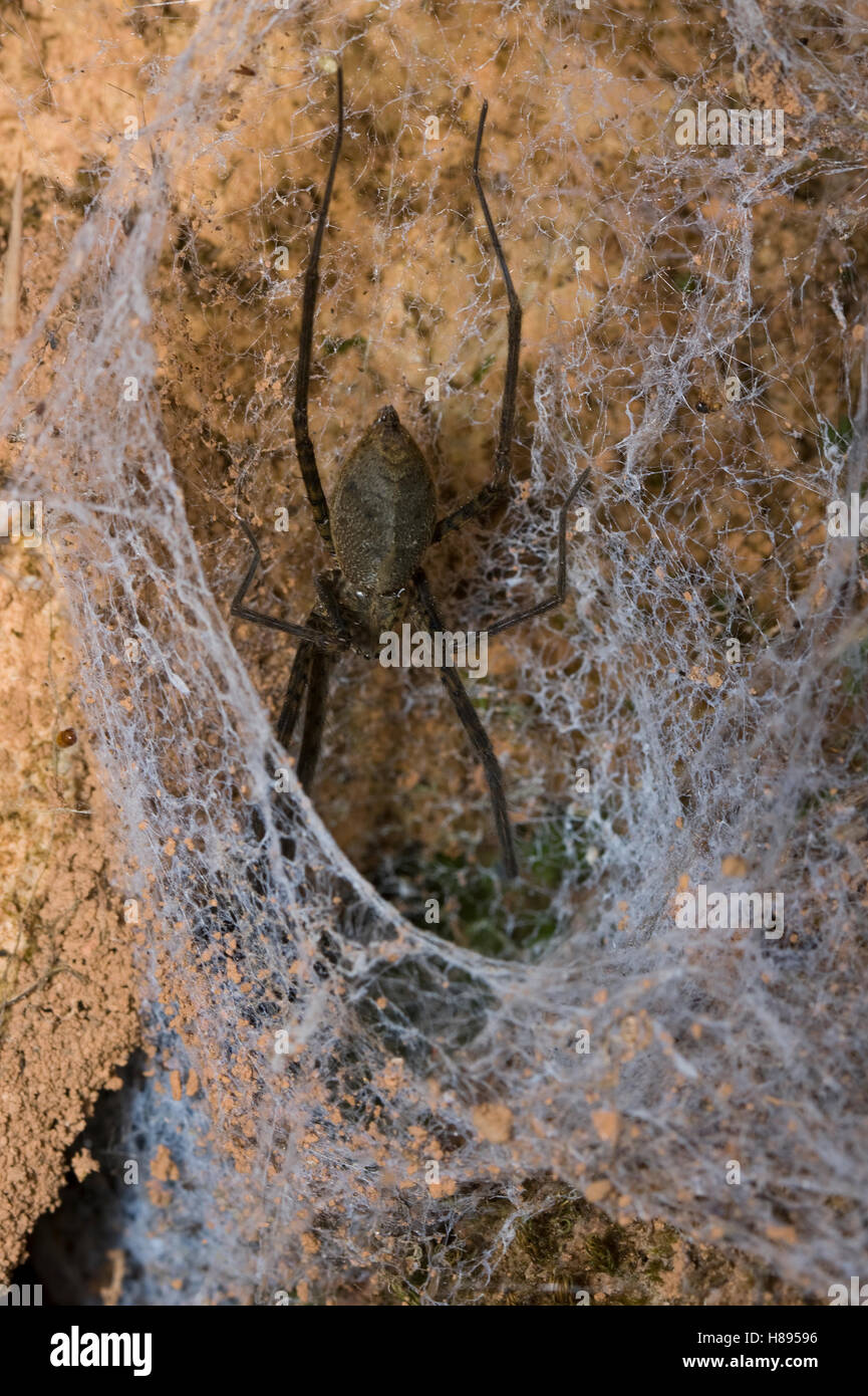 Spider in tunnel web, Assam, India Stock Photo - Alamy