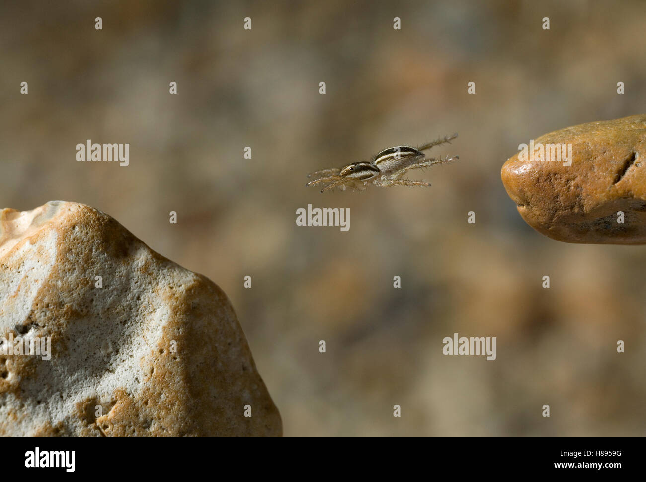 Jumping Spider (Phlegra fasciata) leaping between rocks, Sussex ...
