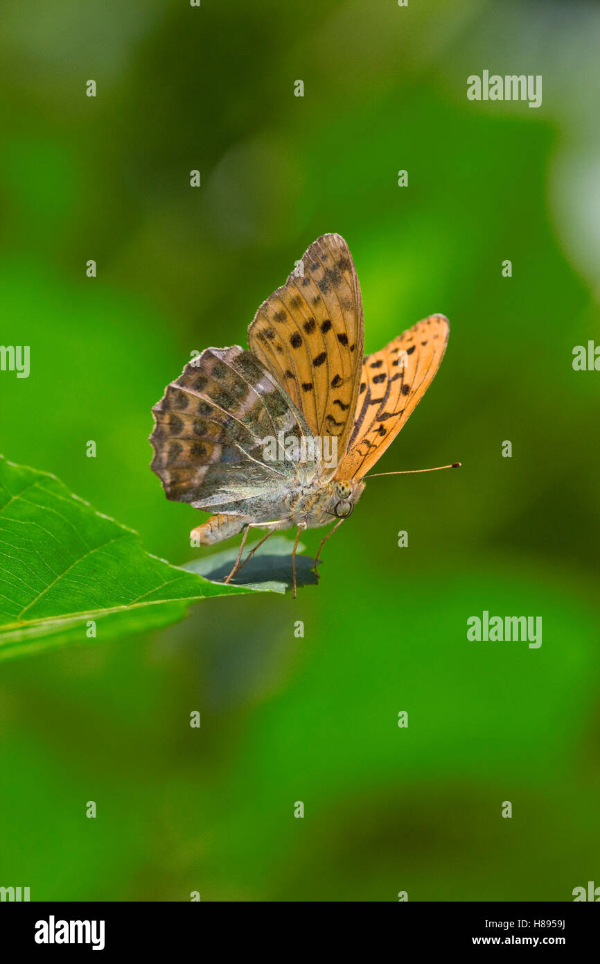 Silver-washed Fritillary (Argynnis paphia) butterfly, Europe Stock ...