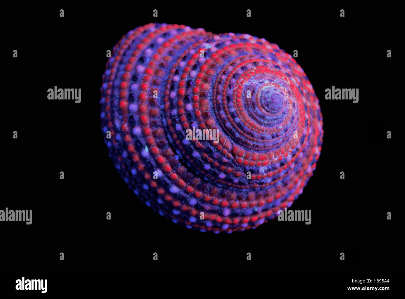 Strawberry Top Shell (Clanculus pharaonius) photographed under ...