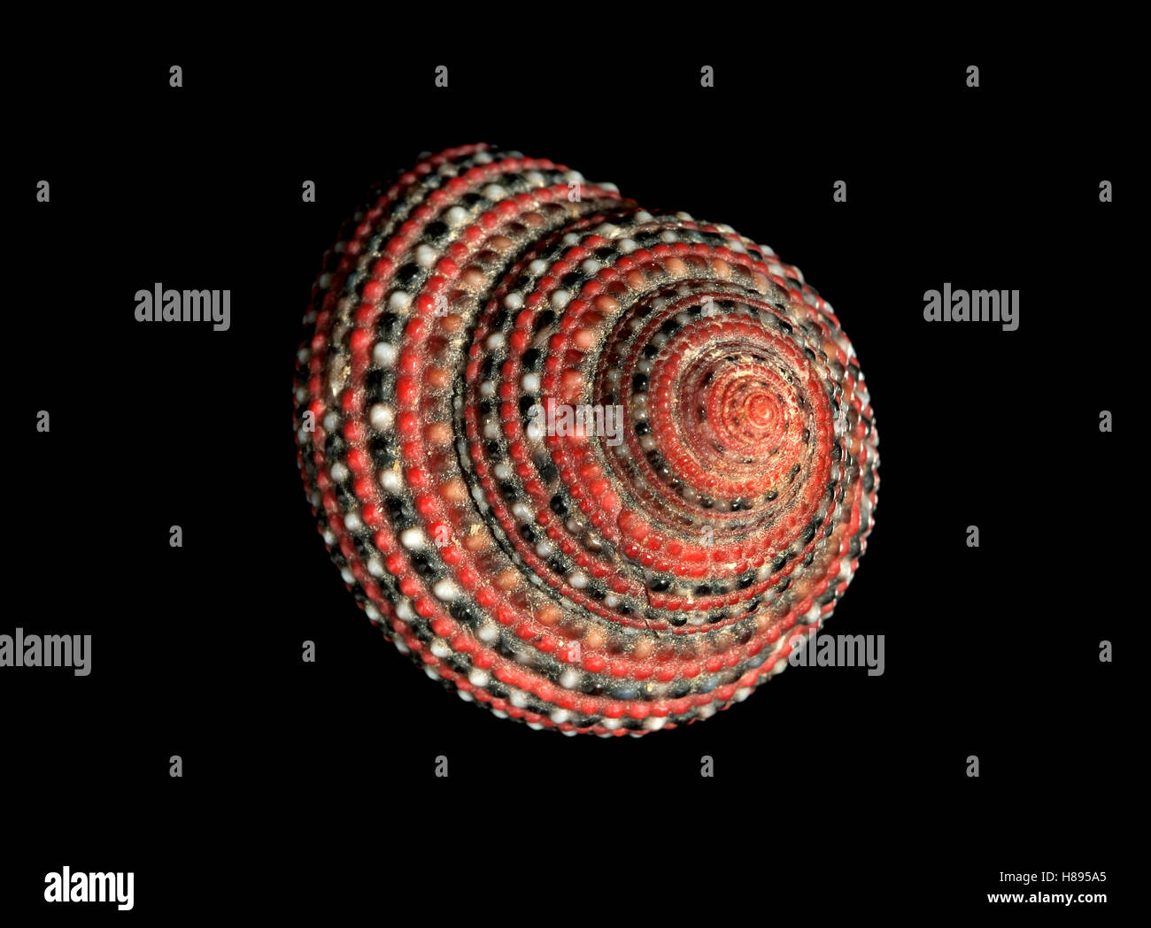 Strawberry Top Shell (Clanculus pharaonius), native to the Red Sea ...