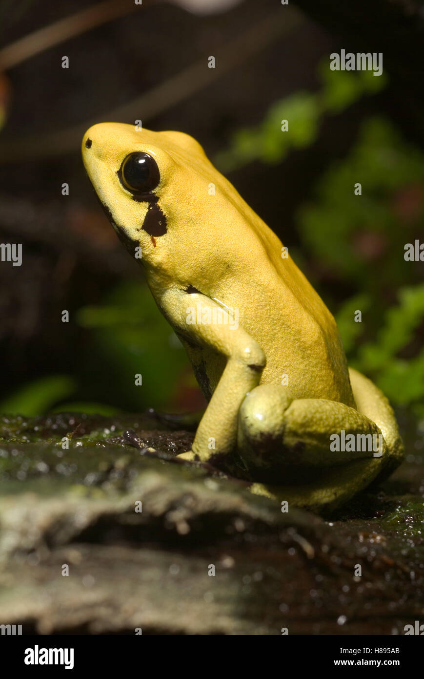 Golden Poison Dart Frog (Phyllobates terribilis) portrait, native to ...