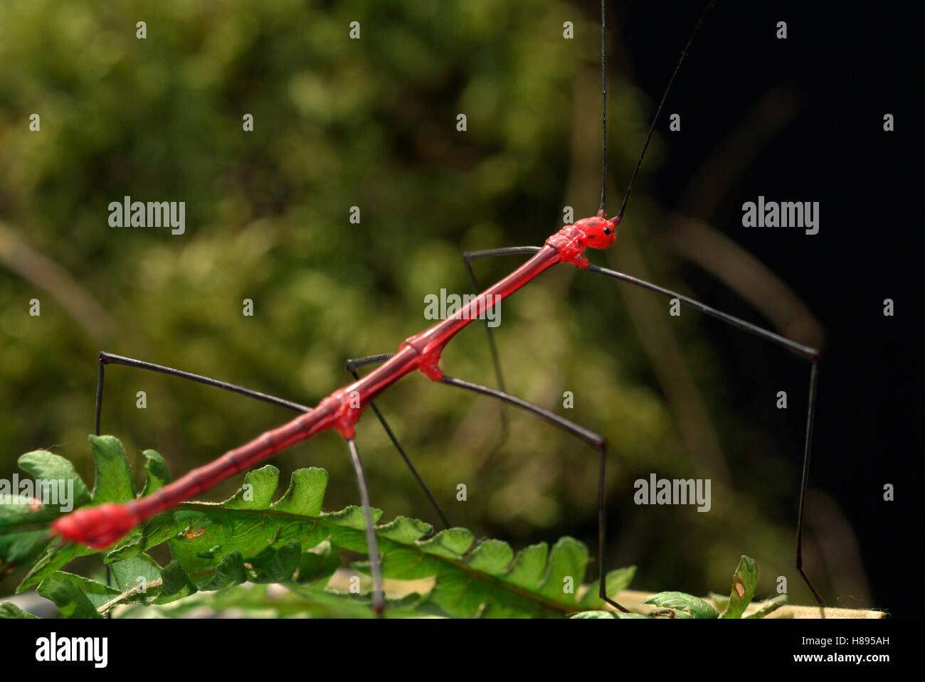 Peruvian Fire Stick (Oreophoetes peruana) male, its bright color ...