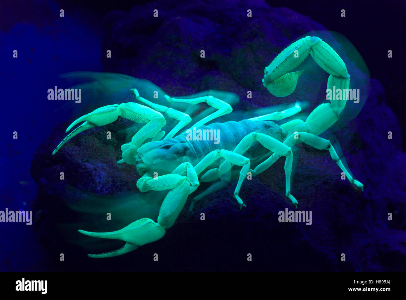 Giant Desert Hairy Scorpion (Hadrurus arizonensis) photographed under ...