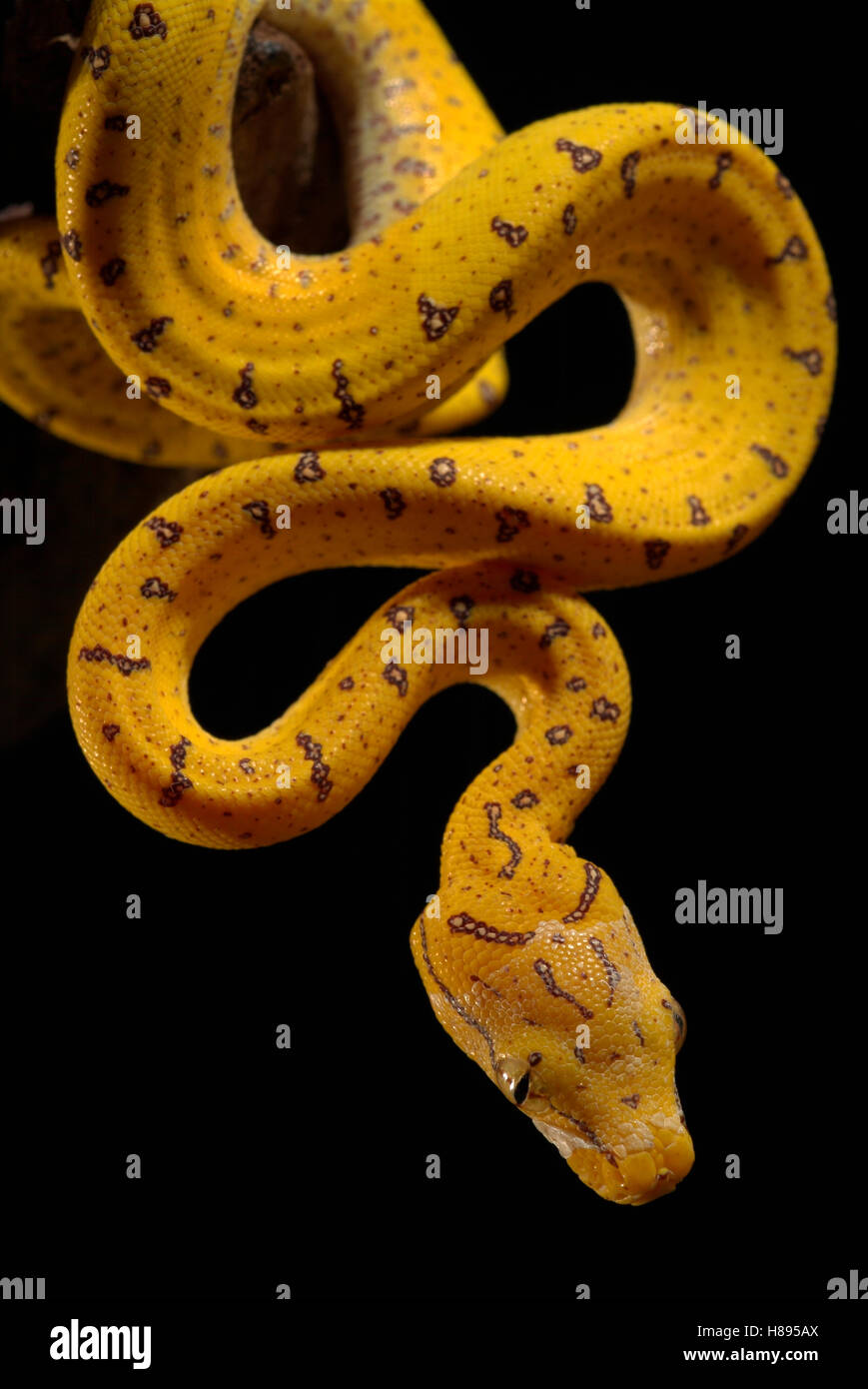 Green Tree Python (Chondropython viridis) juvenile hanging, native to ...