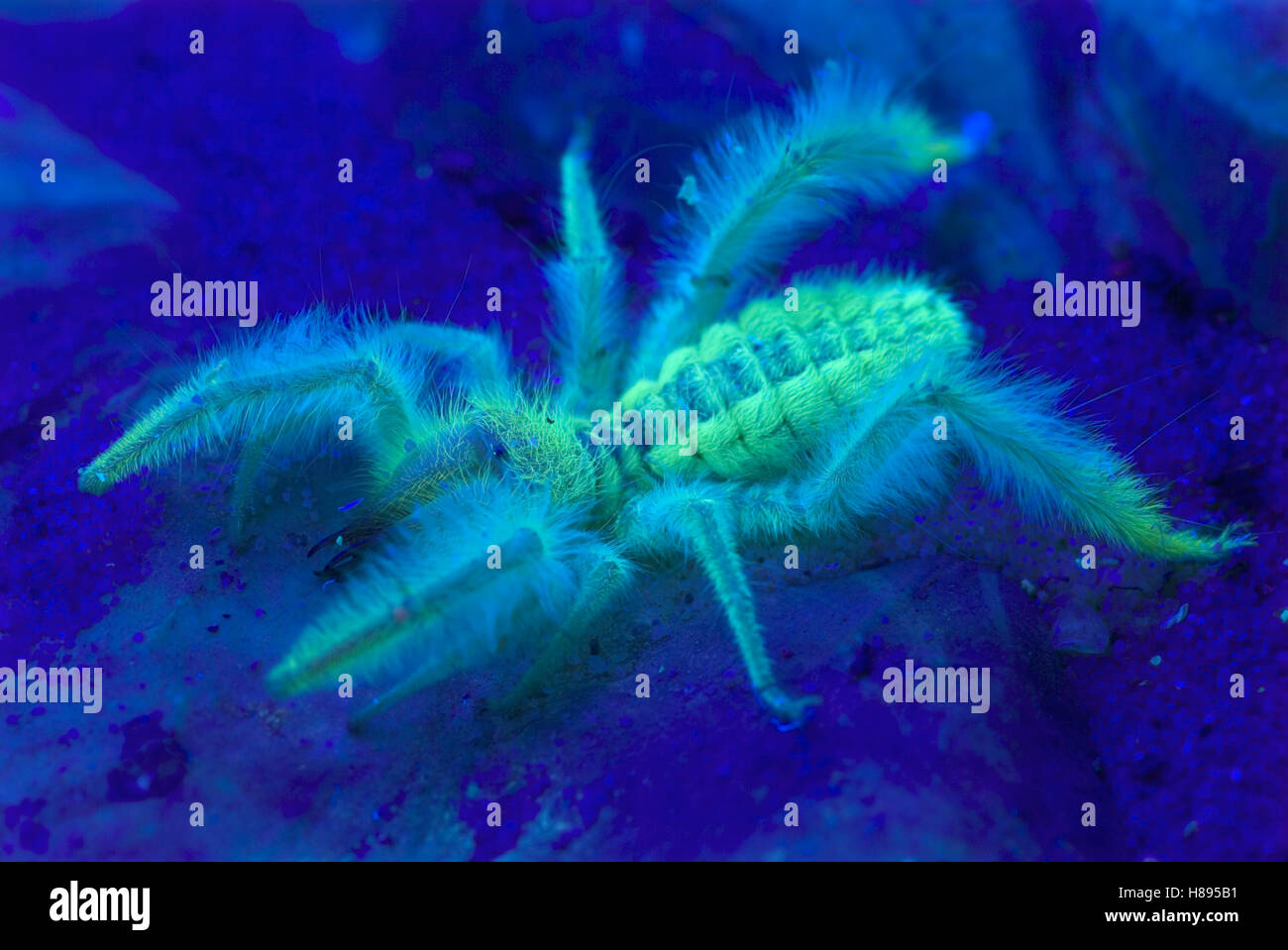 Solifugid (Paragaleodes sp) photographed under ultraviolet light ...