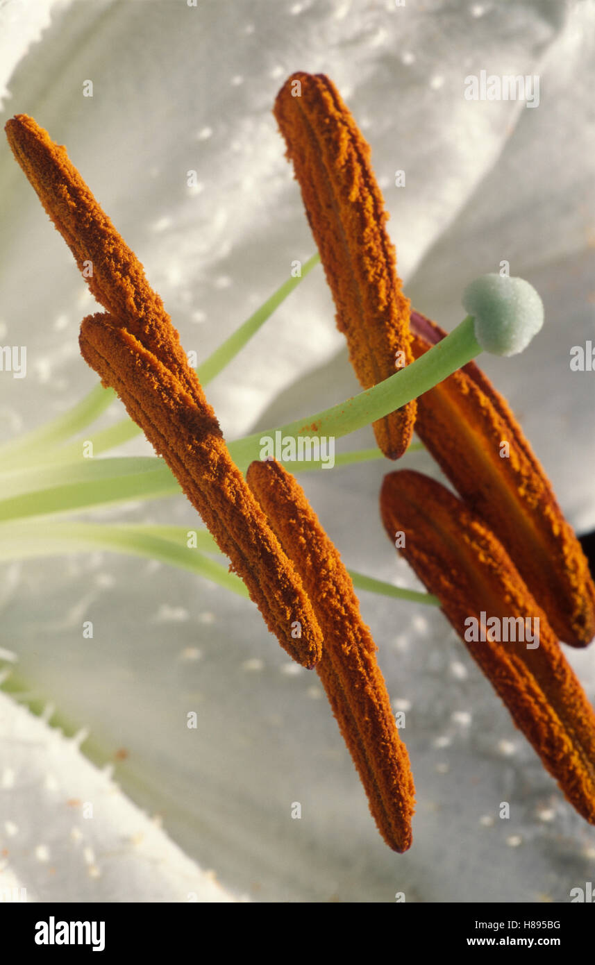 Lily (Lilium sp) flower detail, including the style, stigma, and stamen ...